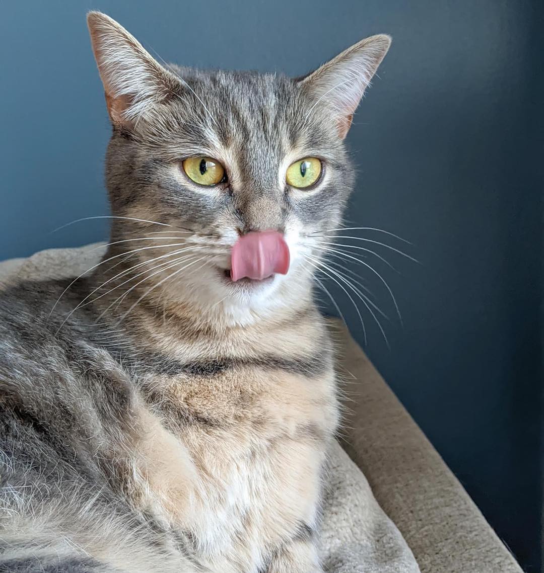 About – Team Cat Rescue