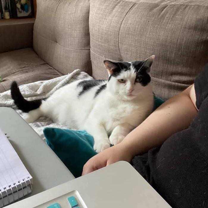 Apply to Volunteer – Team Cat Rescue
