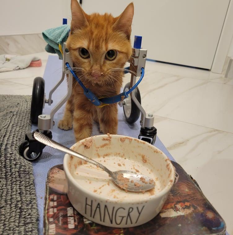 Determined & Deserving – Team Cat Rescue