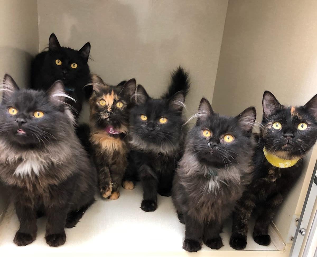 Volunteer With Us – Team Cat Rescue