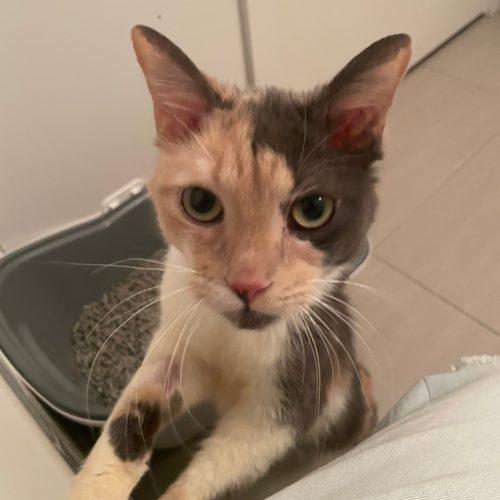 Julie – Team Cat Rescue