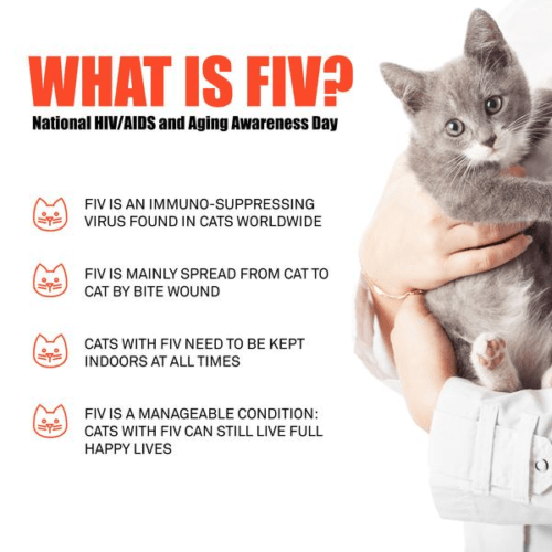 Facts About FIV – Team Cat Rescue