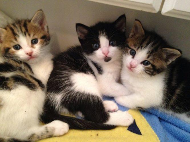 Thinking of getting a kitten? – Team Cat Rescue