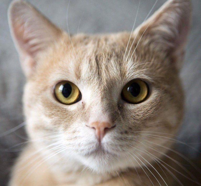 IMPURRRFECT CATS ARE PURRFECT! – Team Cat Rescue