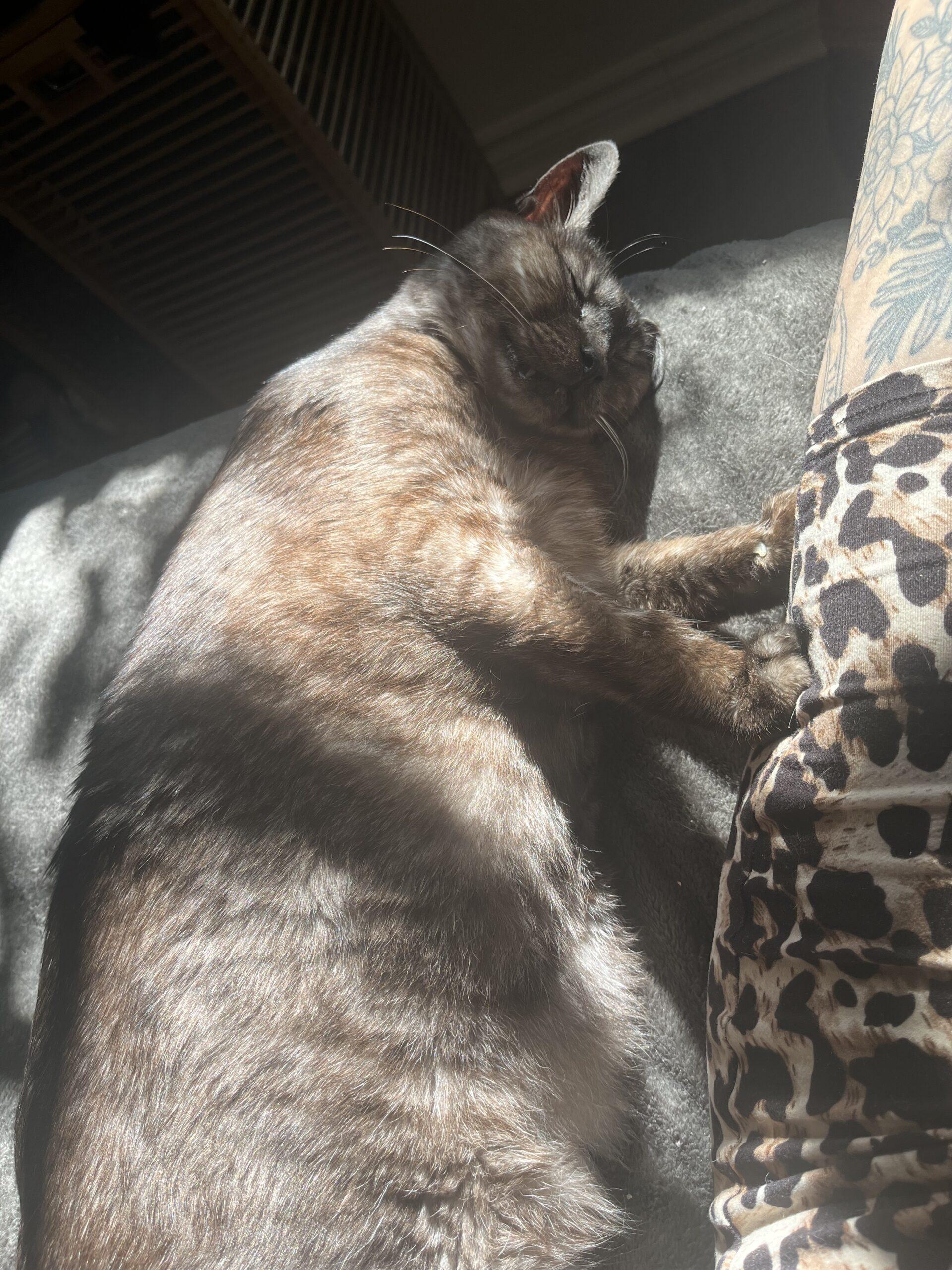 OSLO – Team Cat Rescue