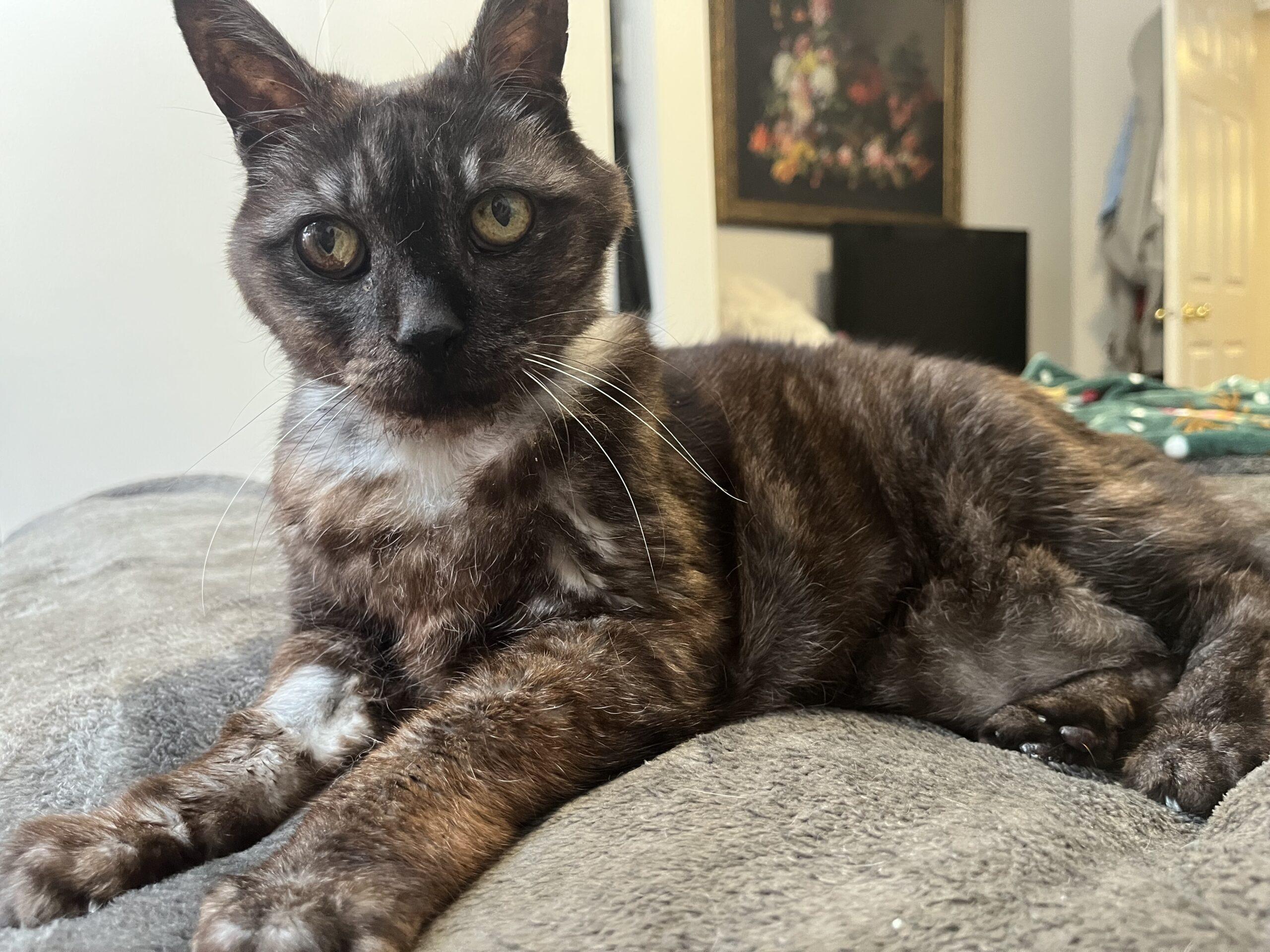 OSLO – Team Cat Rescue