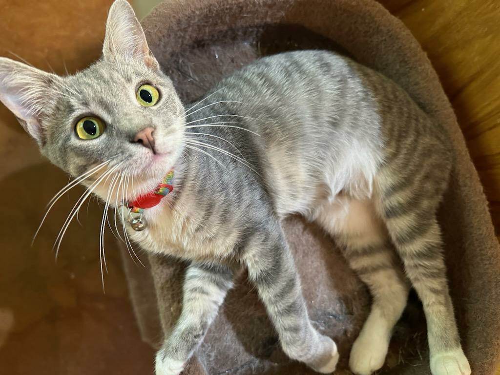Sparkle – Team Cat Rescue
