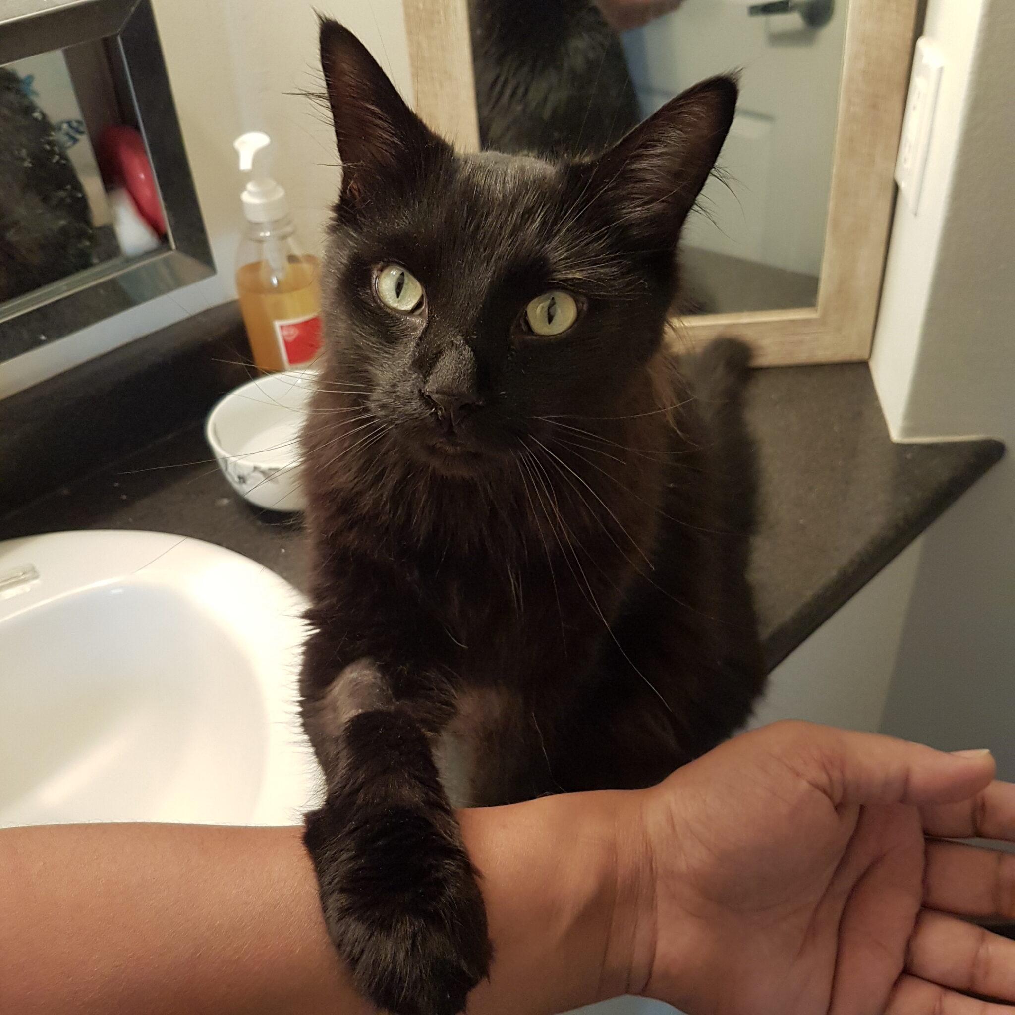 Sawyer – Team Cat Rescue