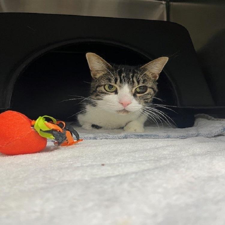 SAMMY – Team Cat Rescue