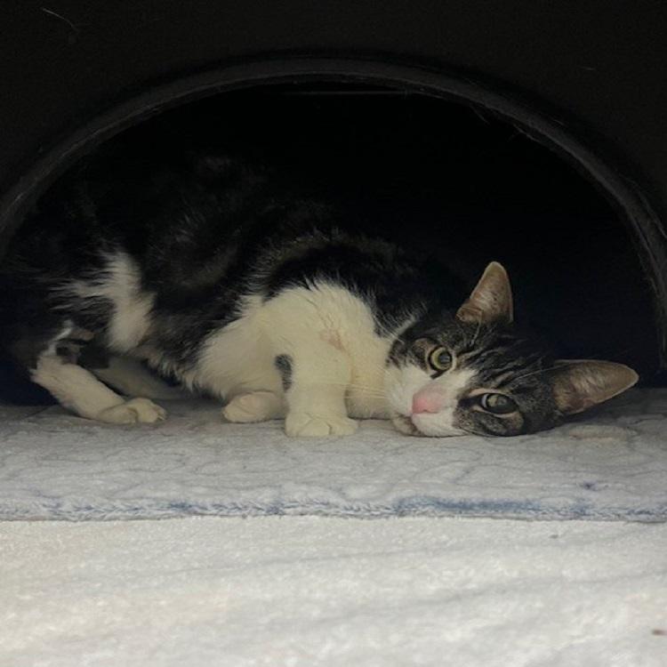 SAMMY – Team Cat Rescue