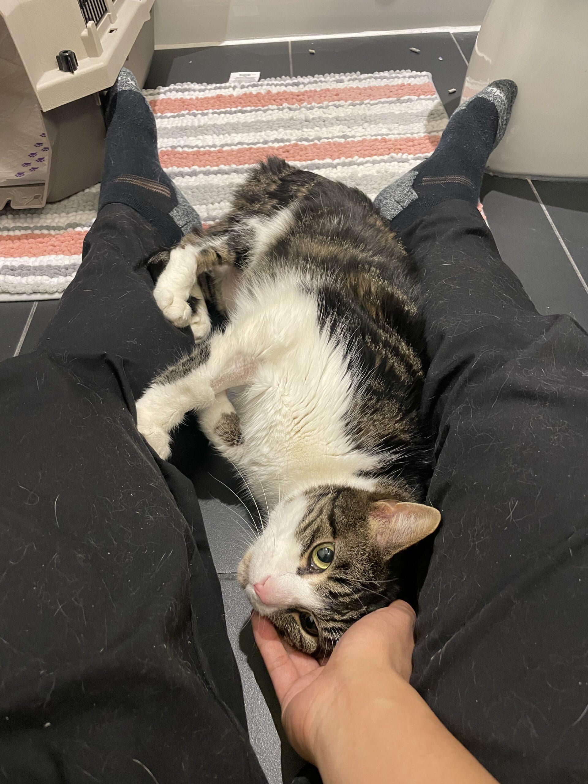 SAMMY – Team Cat Rescue