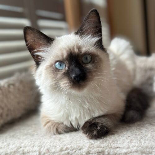 MACKENZIE – Team Cat Rescue