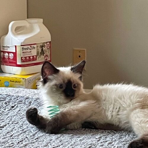 Summer – Team Cat Rescue